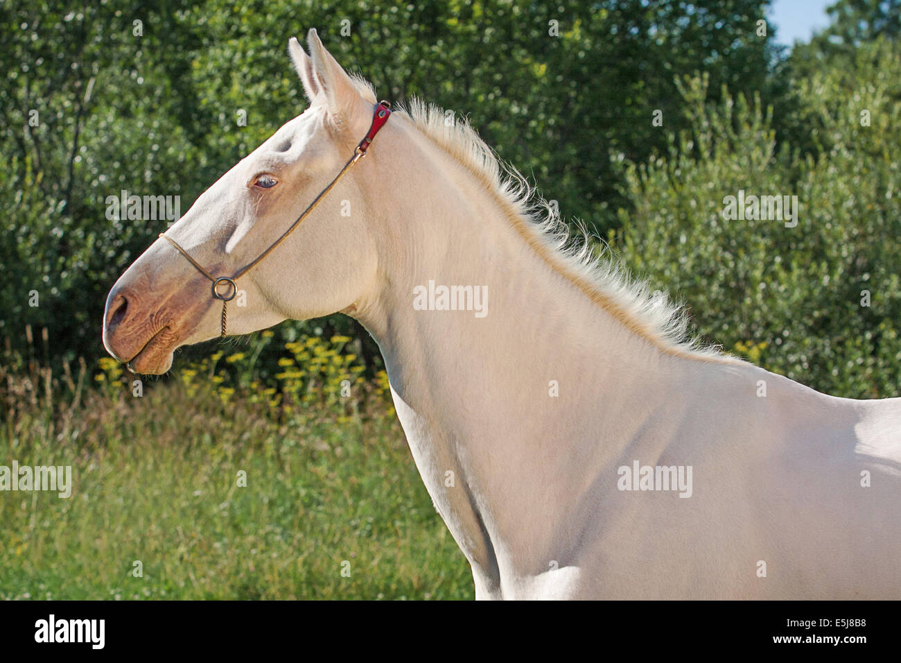 Akhal teke horse portrait hi-res stock photography and images - Alamy