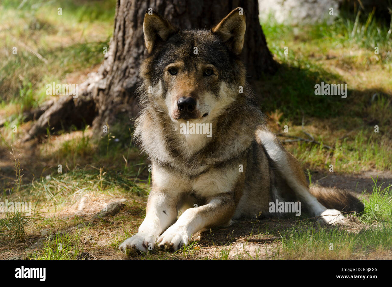 A female gray wolf Stock Photo - Alamy