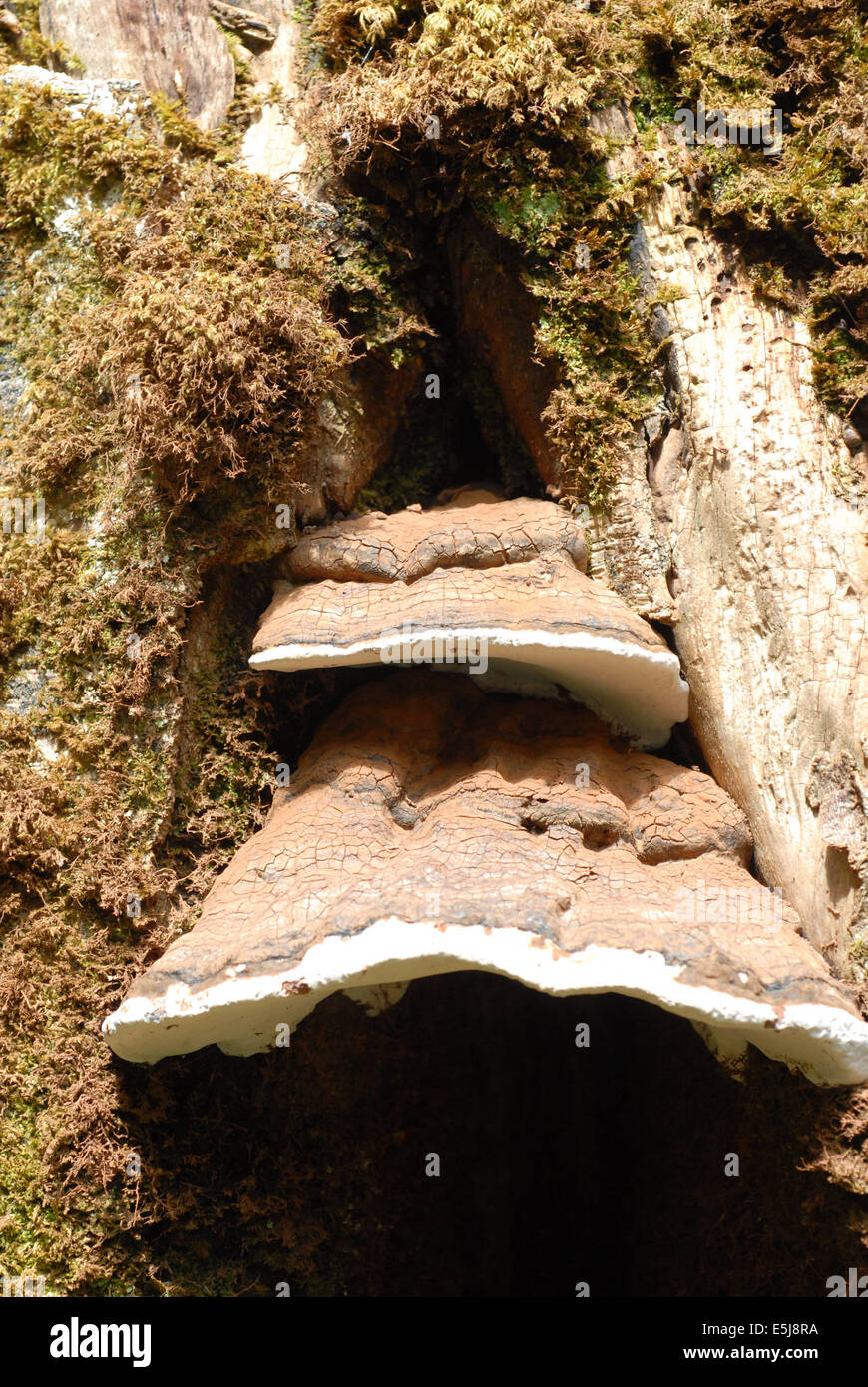 bracket tree fungus Stock Photo - Alamy
