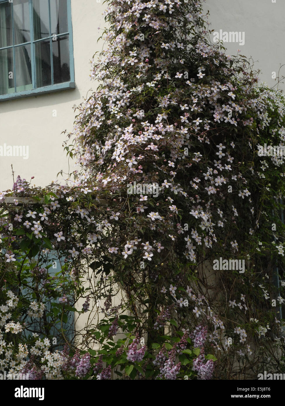 Flowering clematis on house wall hi-res stock photography and images ...
