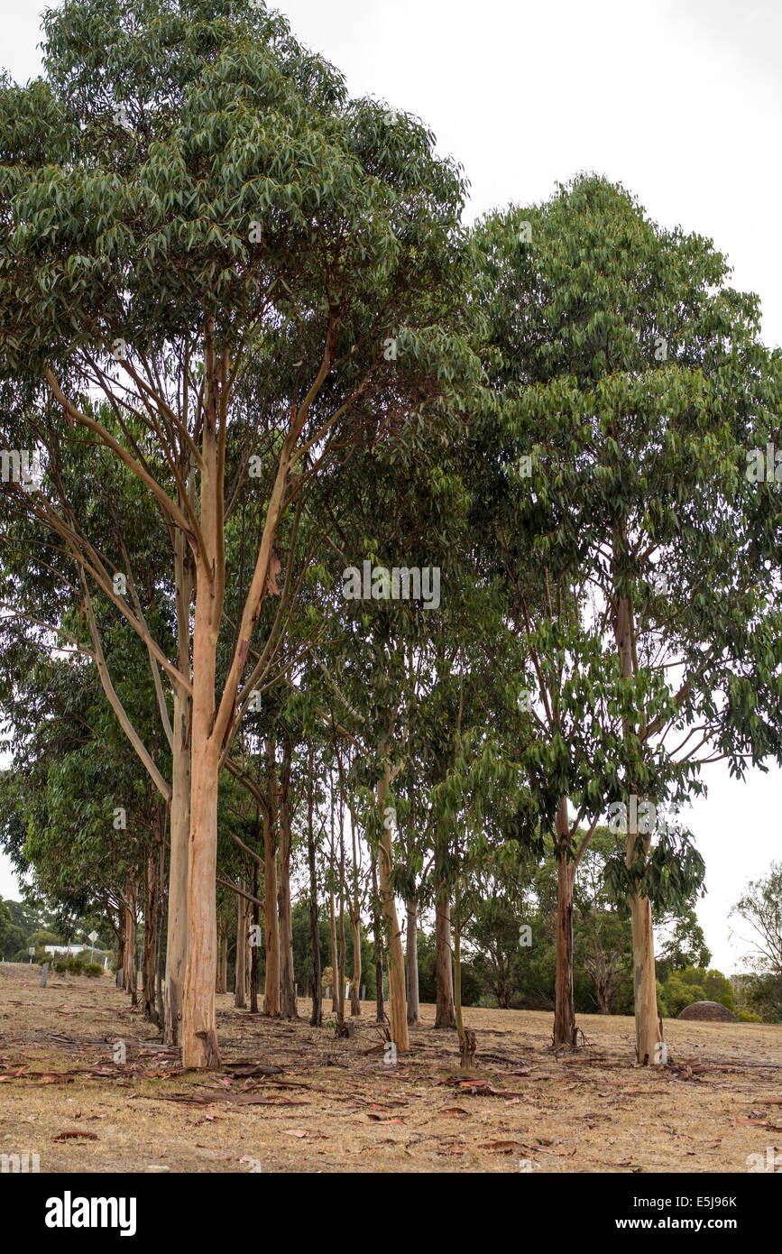 Wind break eucalyptus trees victoria australia hi-res stock photography ...