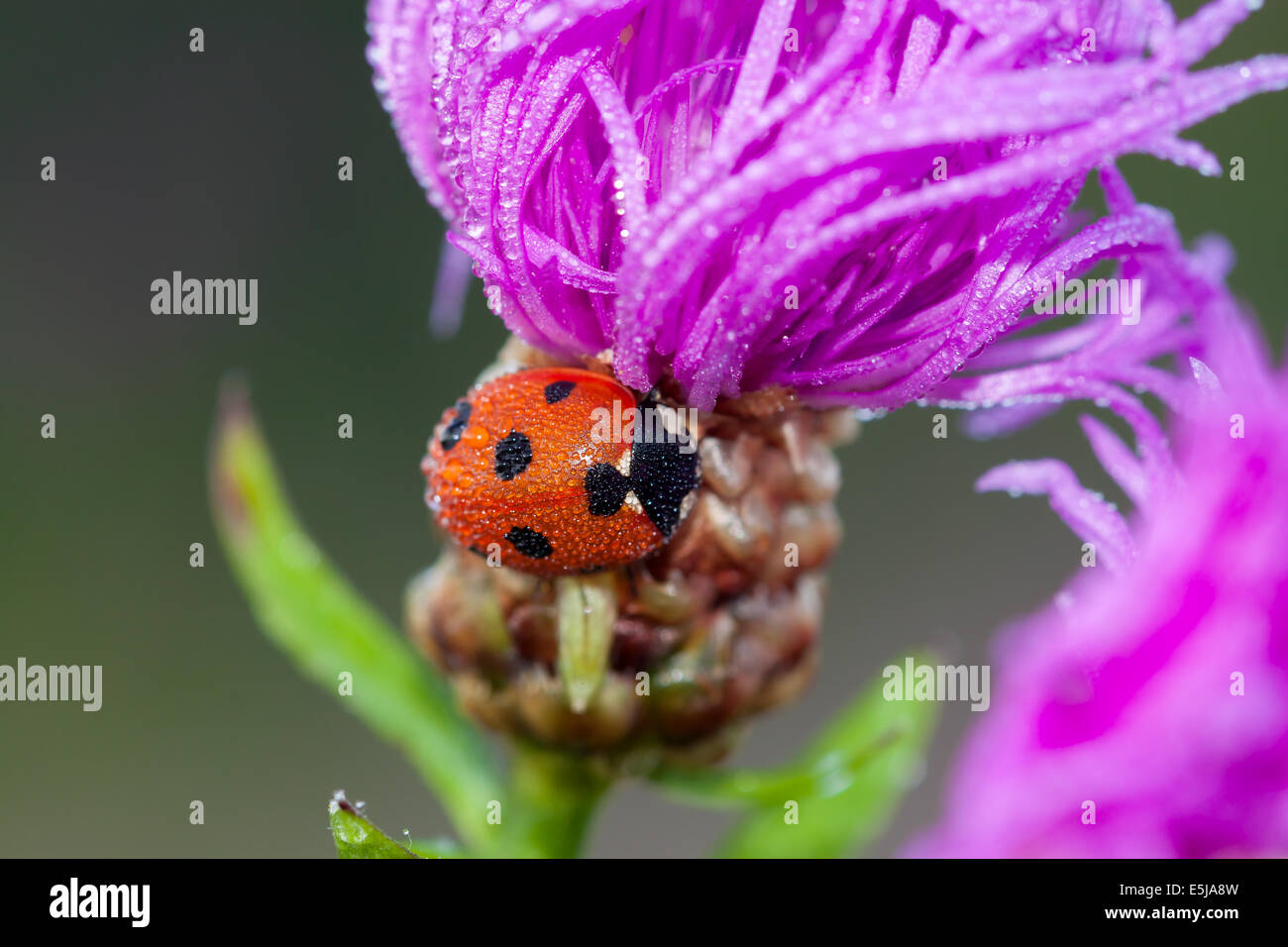 Ladybird on purple flower hi-res stock photography and images - Alamy