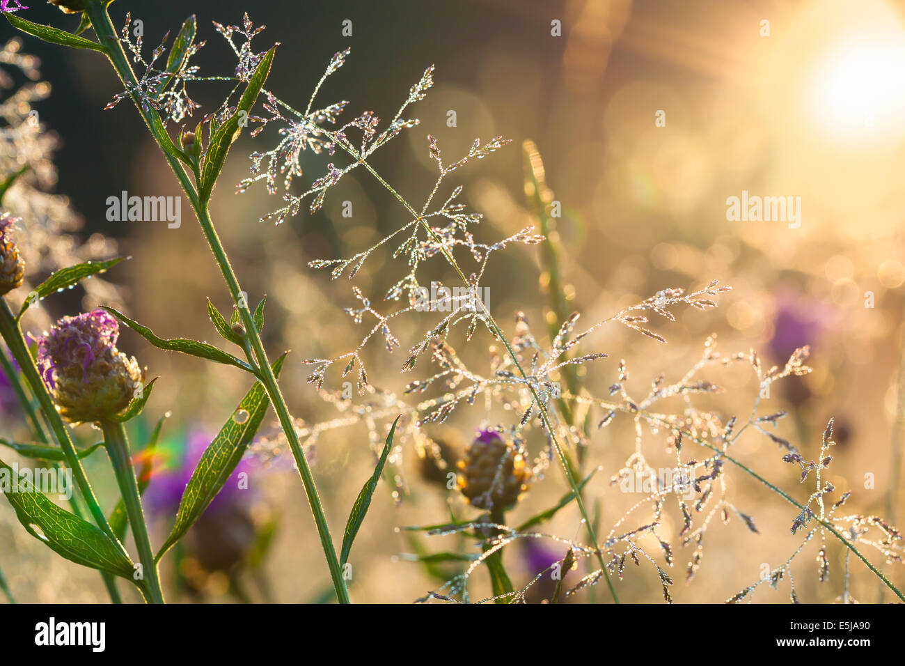 Sunrise over a garden hi-res stock photography and images - Alamy