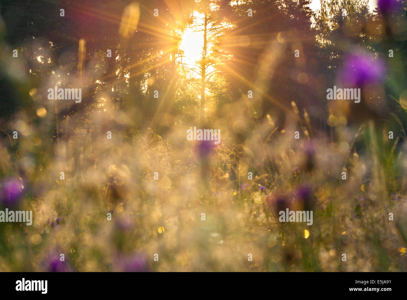 Sunrise over a garden hi-res stock photography and images - Alamy