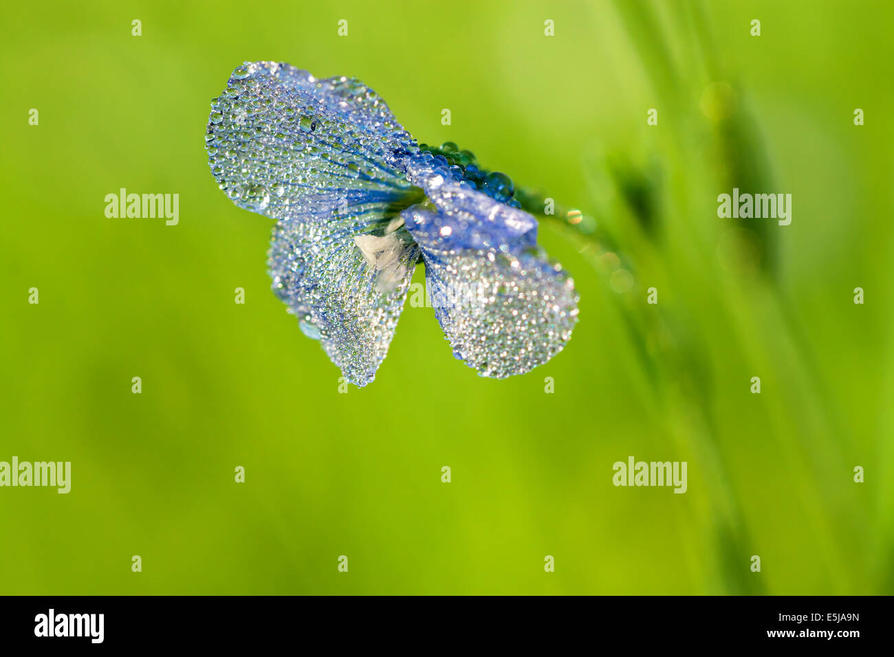 blur blue flower of flax blossoms in the field Stock Photo - Alamy