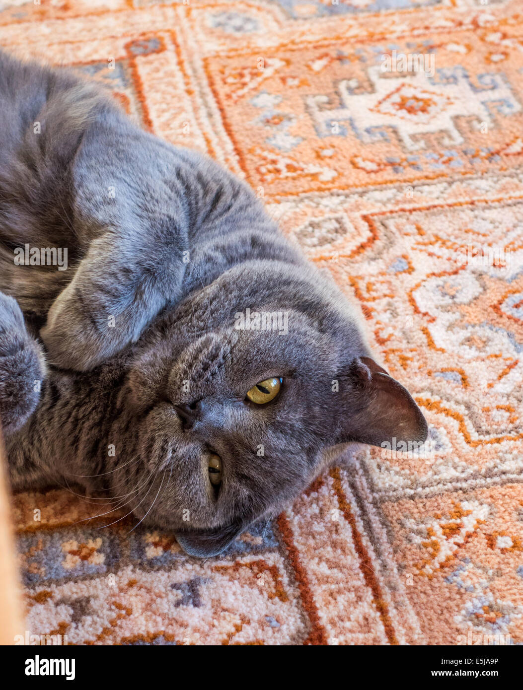 A blue british shorthair hi-res stock photography and images - Alamy