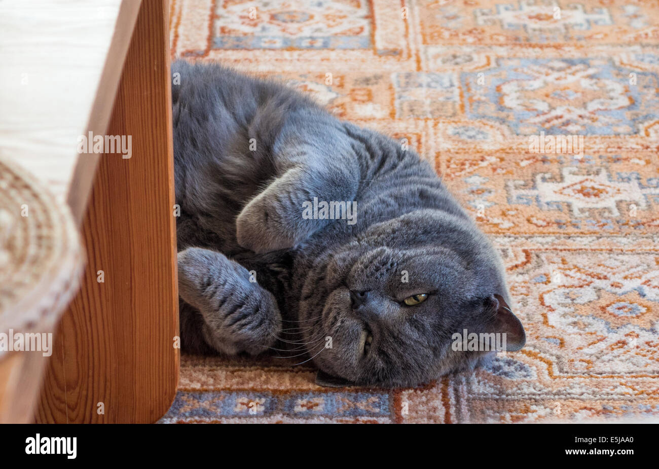 Devon, England. 2014. A British Blue Shorthair mature male cat lies on ...