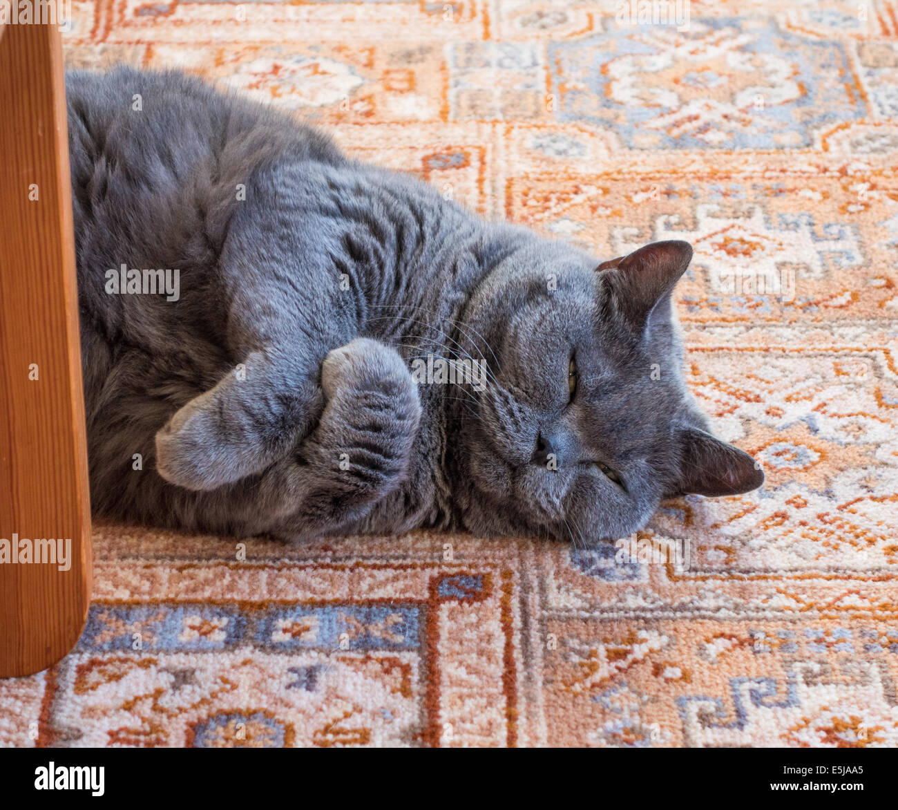 Devon, England. 2014. A British Blue Shorthair mature male cat lies on ...