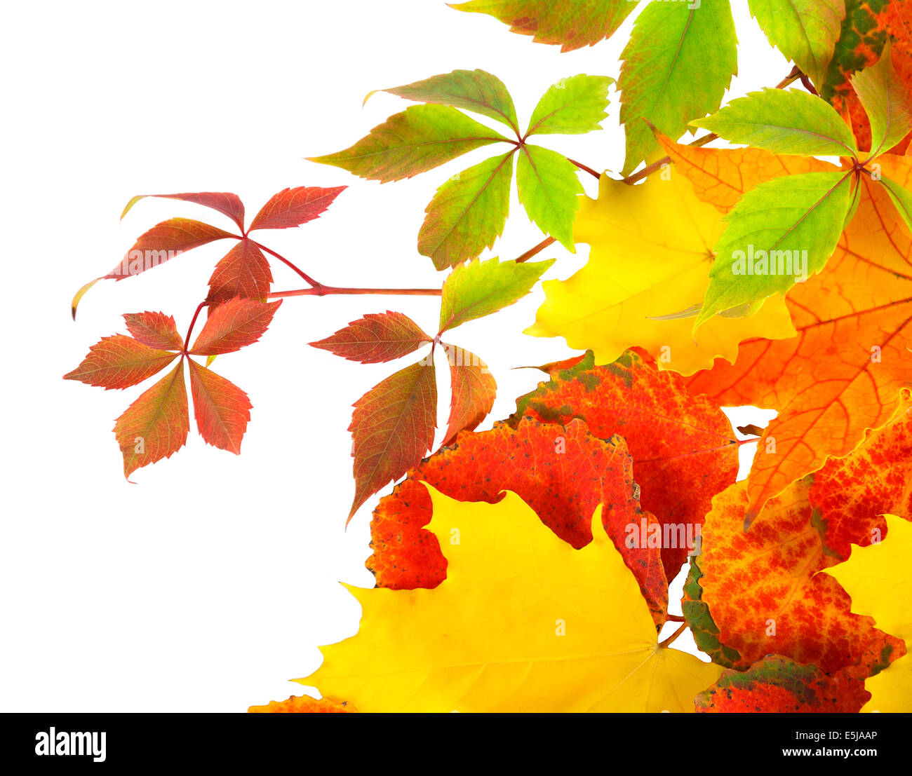 colored autumn leaves isolated on a white background Stock Photo - Alamy