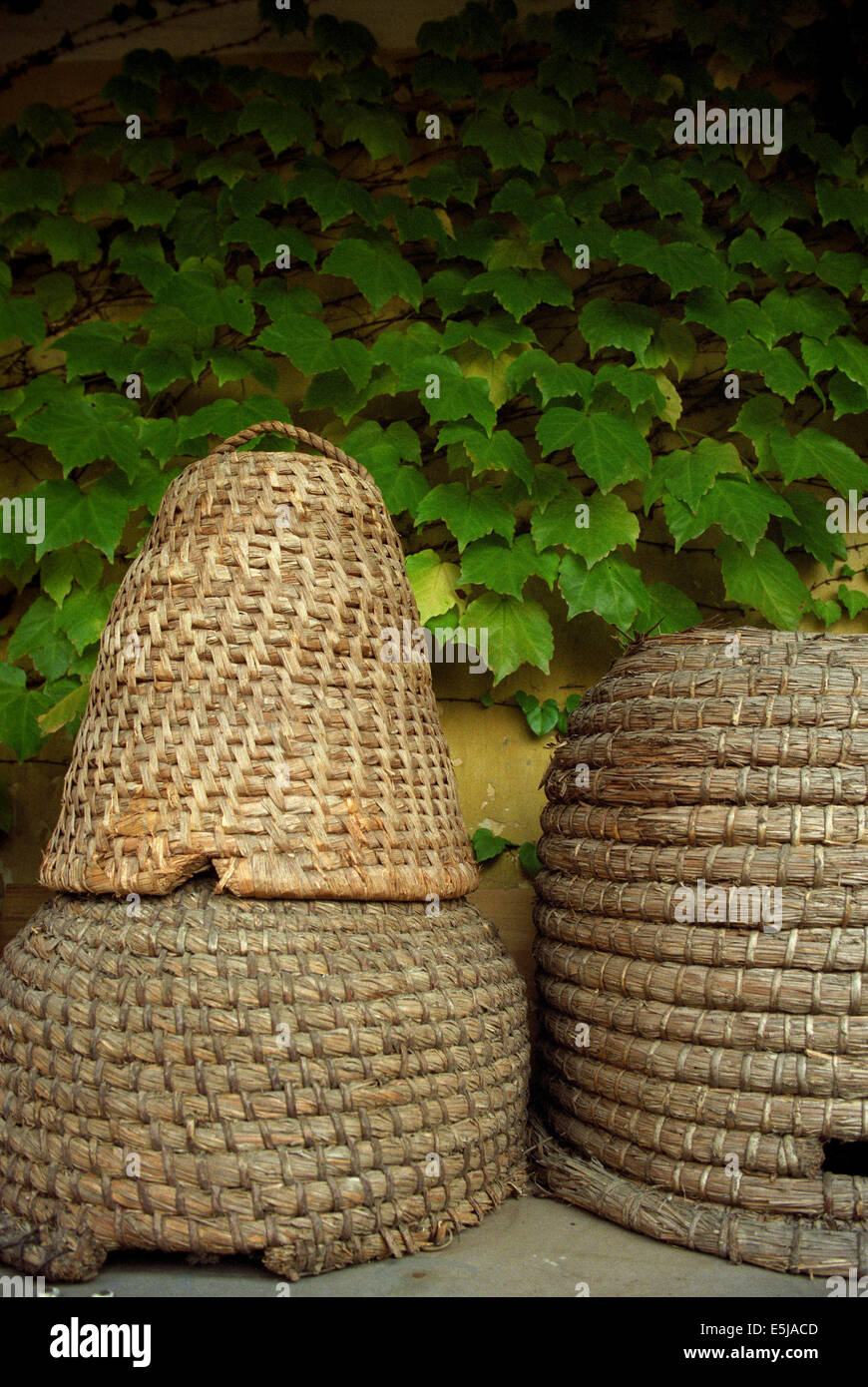 Homey bee hi-res stock photography and images - Alamy