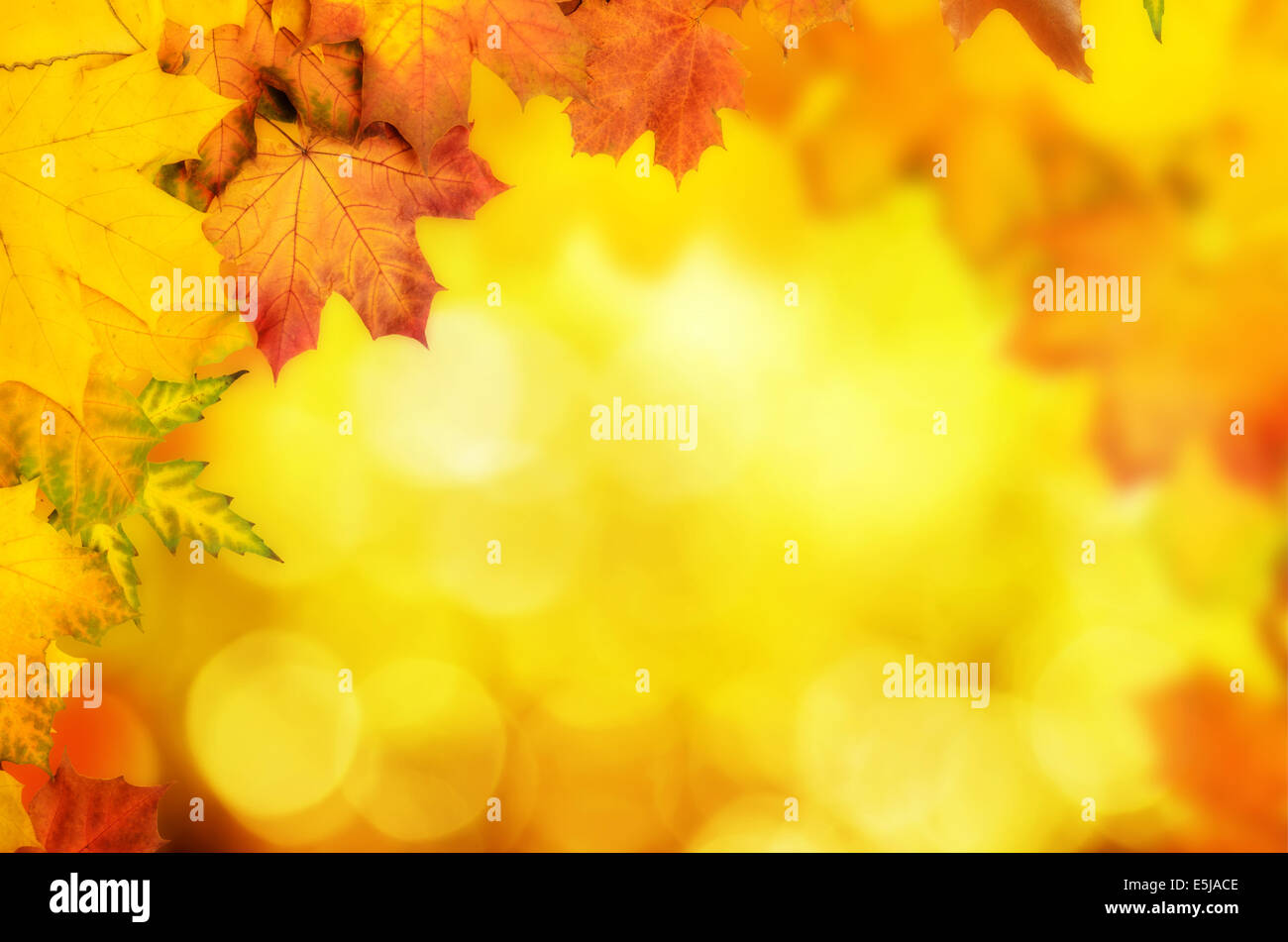 Autumn leaves frame Stock Photo - Alamy