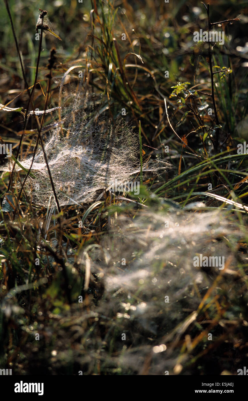 Cobweb on the field Stock Photo - Alamy