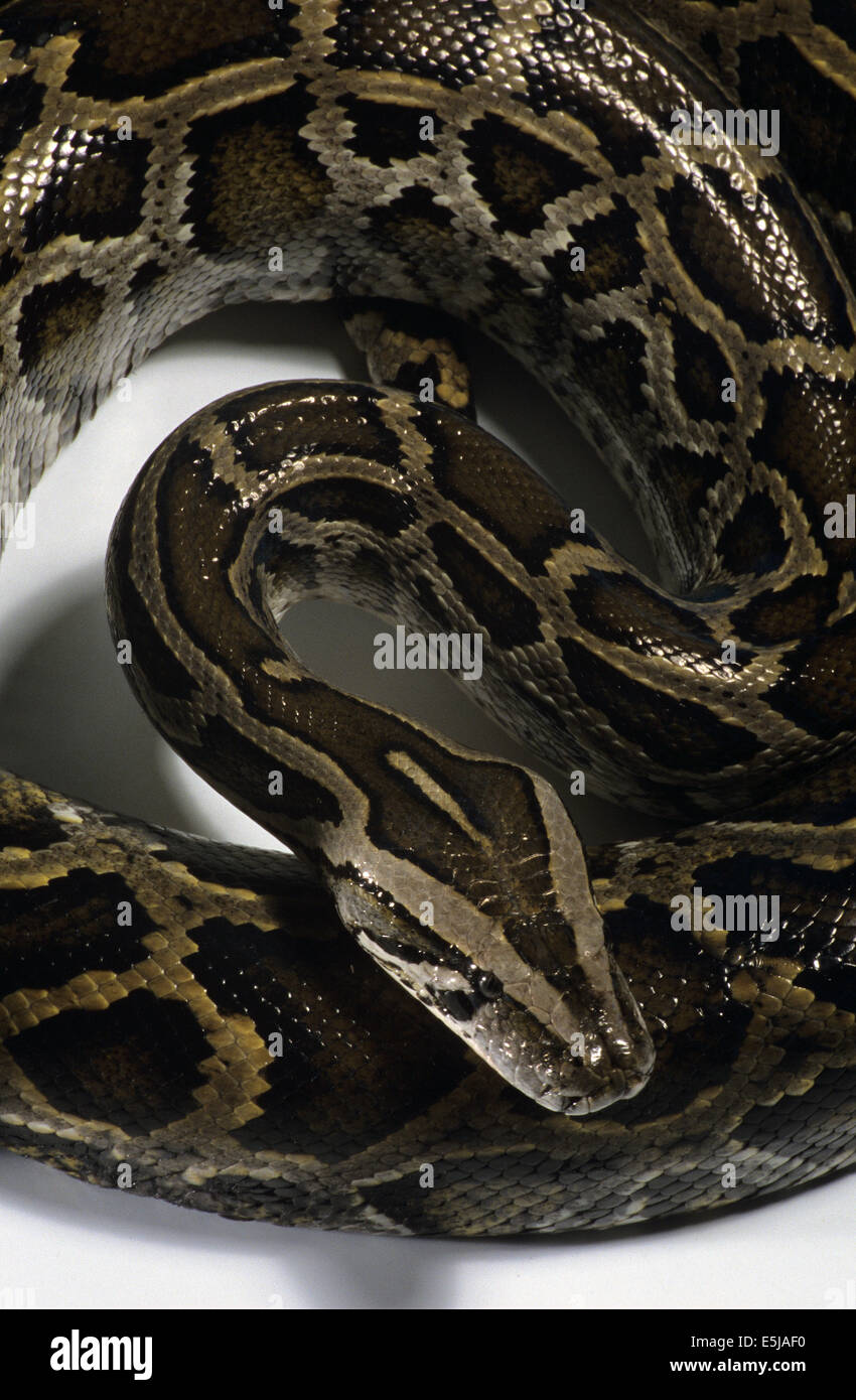 Python Face High Resolution Stock Photography and Images - Alamy