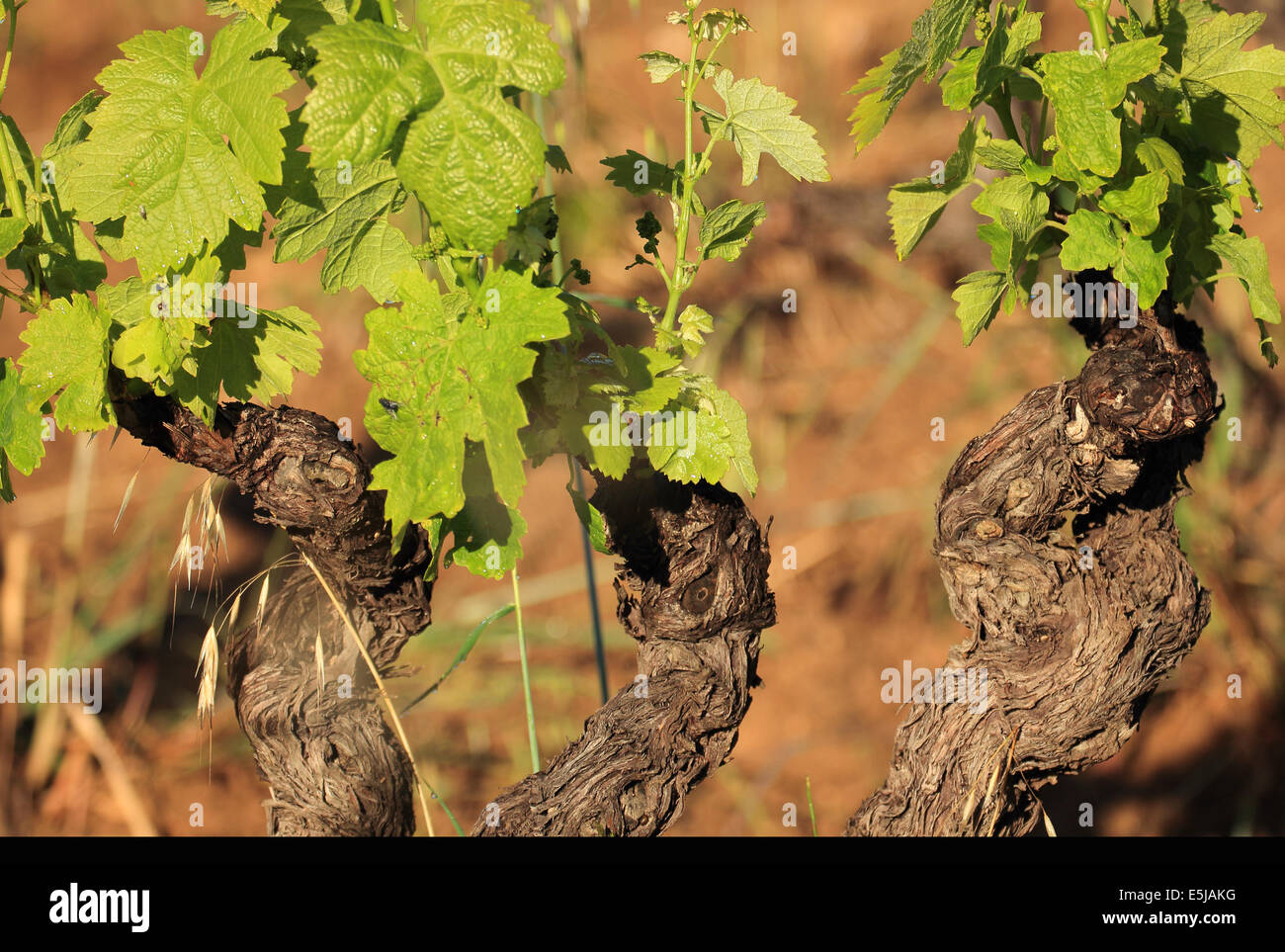 Old vines hi-res stock photography and images - Alamy