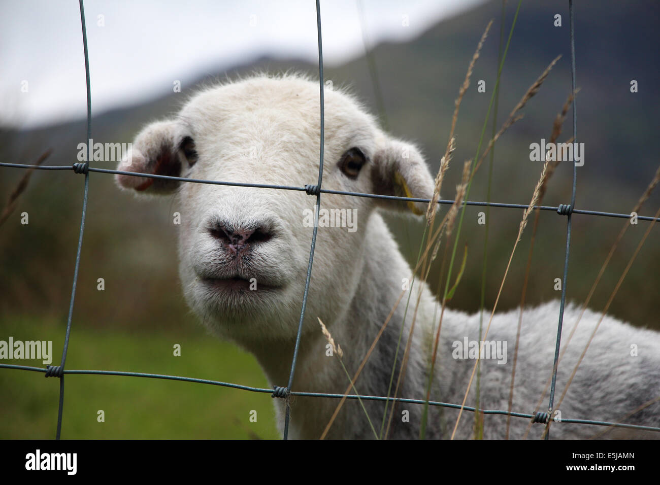 A lamb behind a wire fence Stock Photo - Alamy