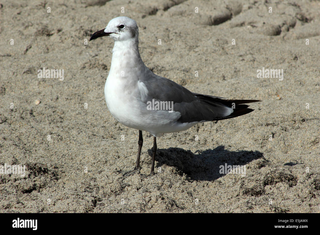 A gull standing on the sand of a beach on the Atlantic Ocean in ...