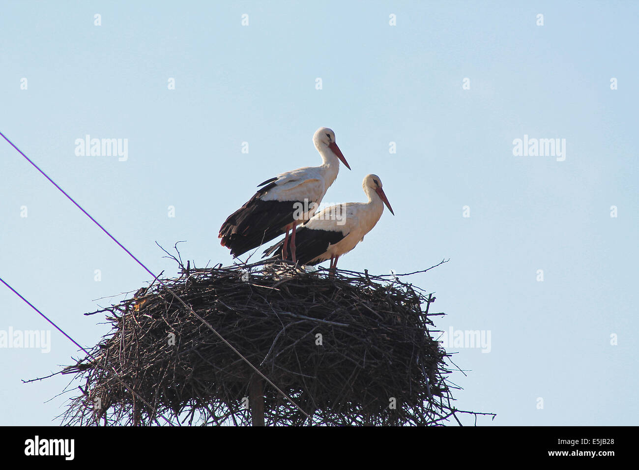 Two storks on nest above the street lamp in Romania Stock Photo - Alamy