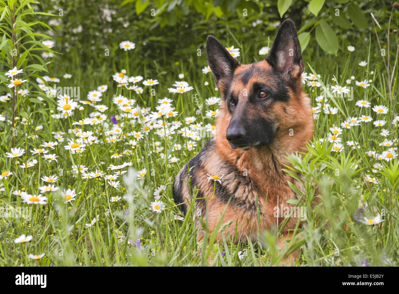 The dog, German shepherd lies on a glade in a green grass and flowers ...