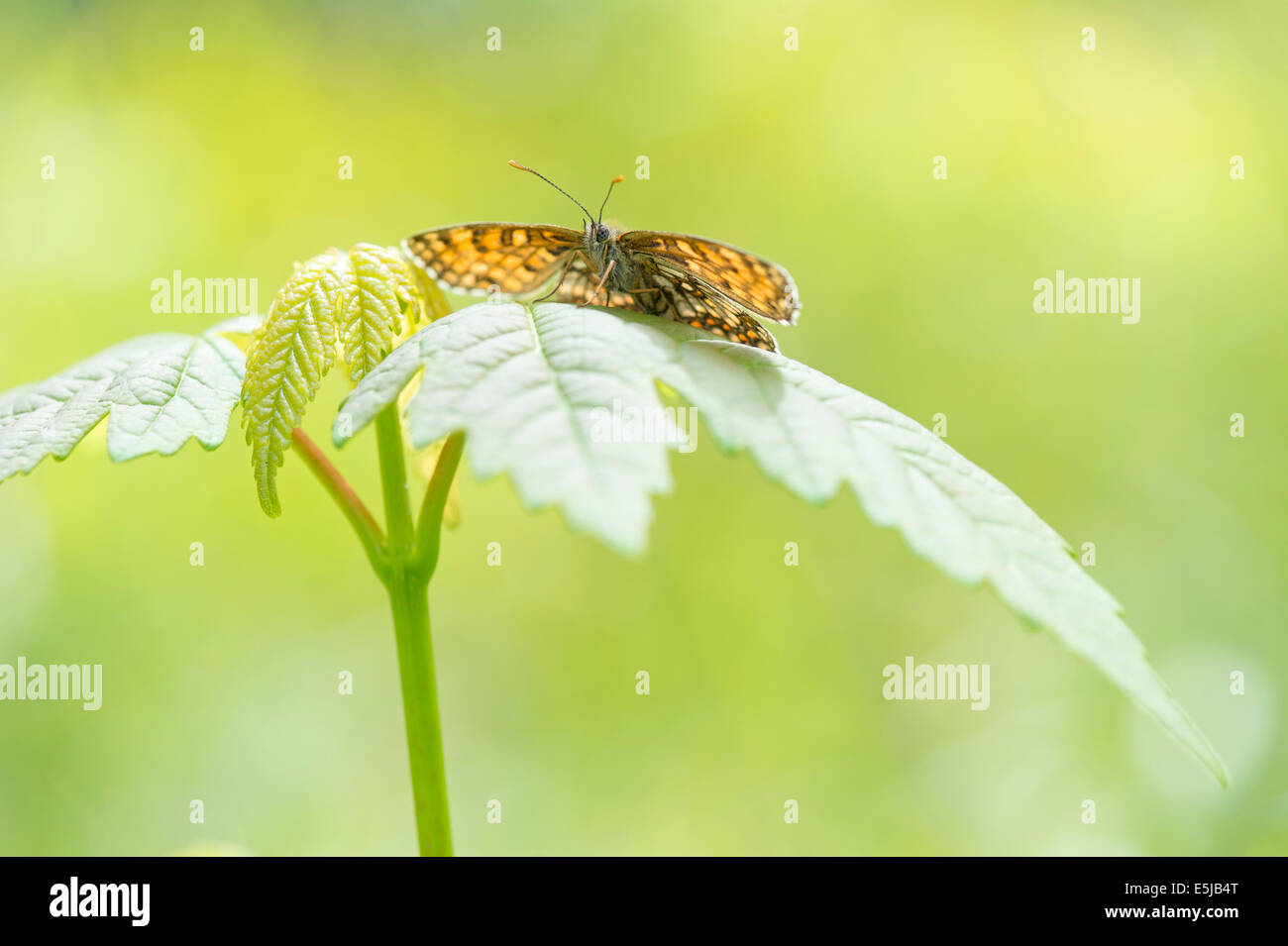 Heath fritillary butterfly (Melitaea athalia), UK Stock Photo - Alamy
