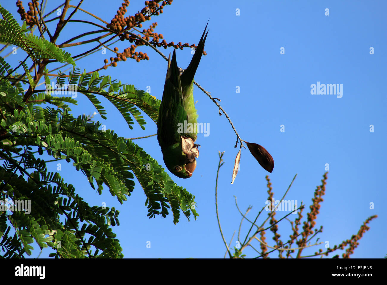 A green parrot on the branch of a tree in Hollywood Beach, Florida, USA ...