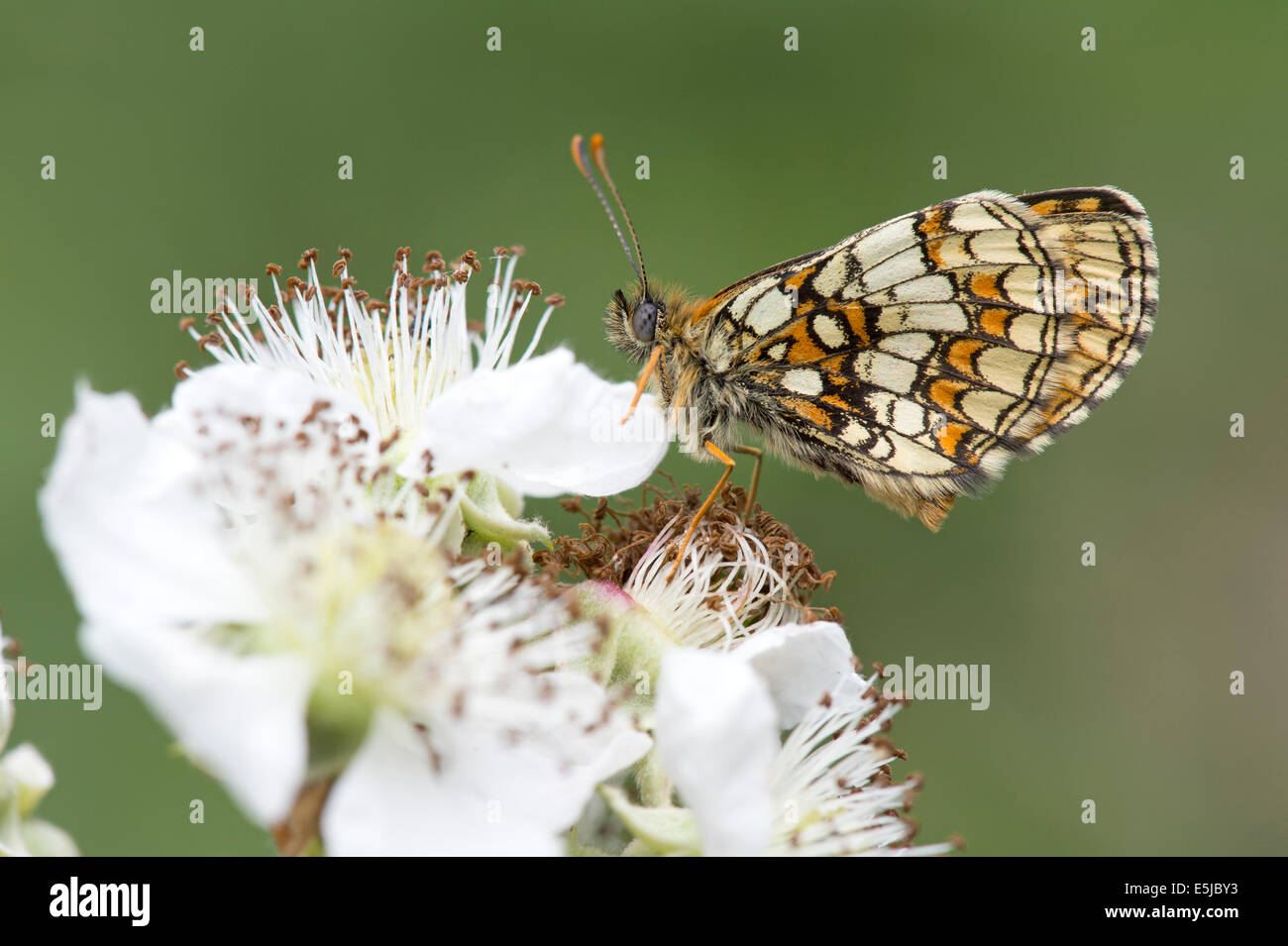 Heath fritillary butterfly (Melitaea athalia), UK Stock Photo - Alamy