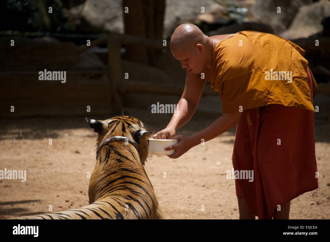 Tiger temple thailand hi-res stock photography and images - Alamy