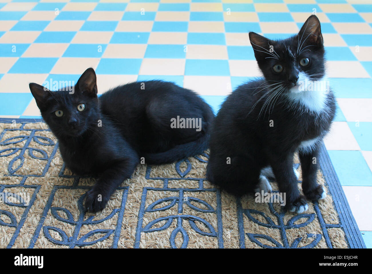 Two beautiful kittens Stock Photo - Alamy