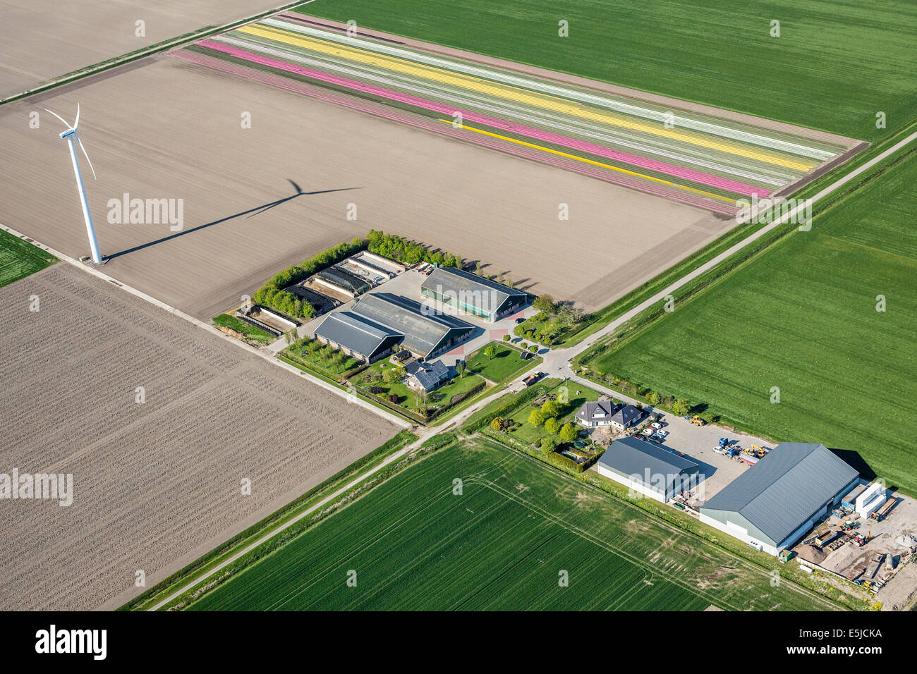 Netherlands, Almere, Farms, farmland and flowering tulips. Aerial ...