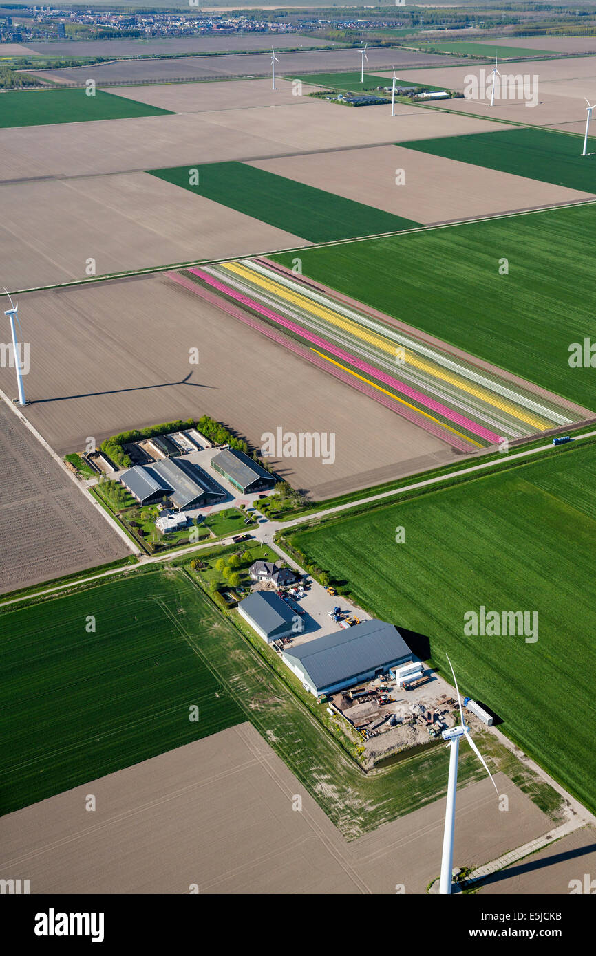 Netherlands, Almere, Farms, farmland and flowering tulips. Aerial ...