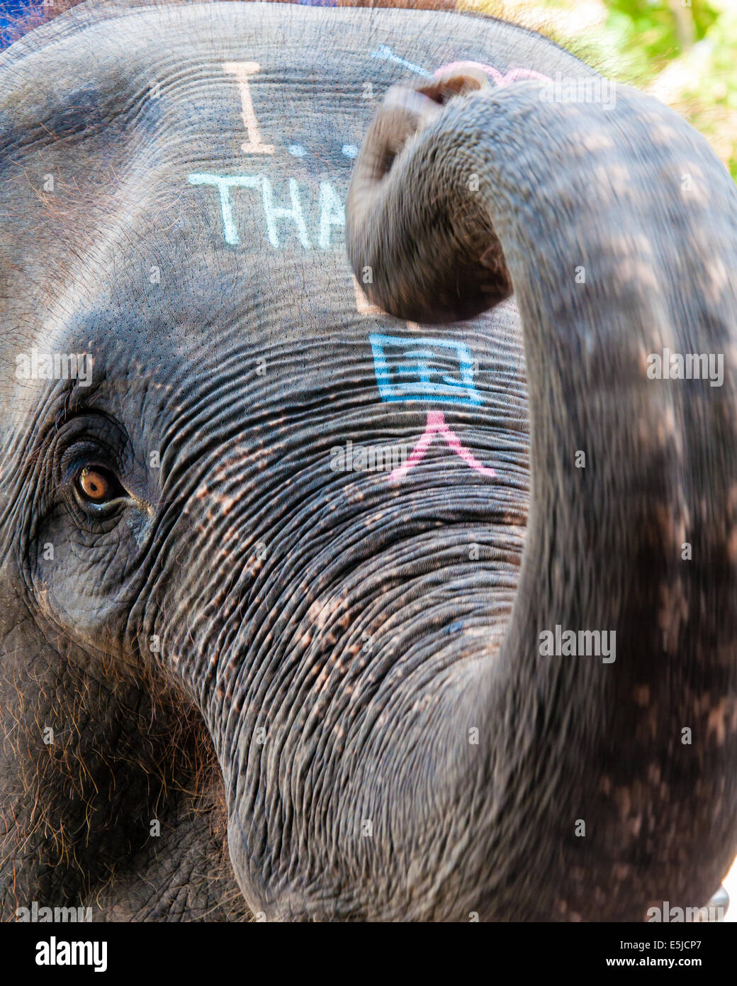 Close-up shot of Asian elephant head Stock Photo - Alamy