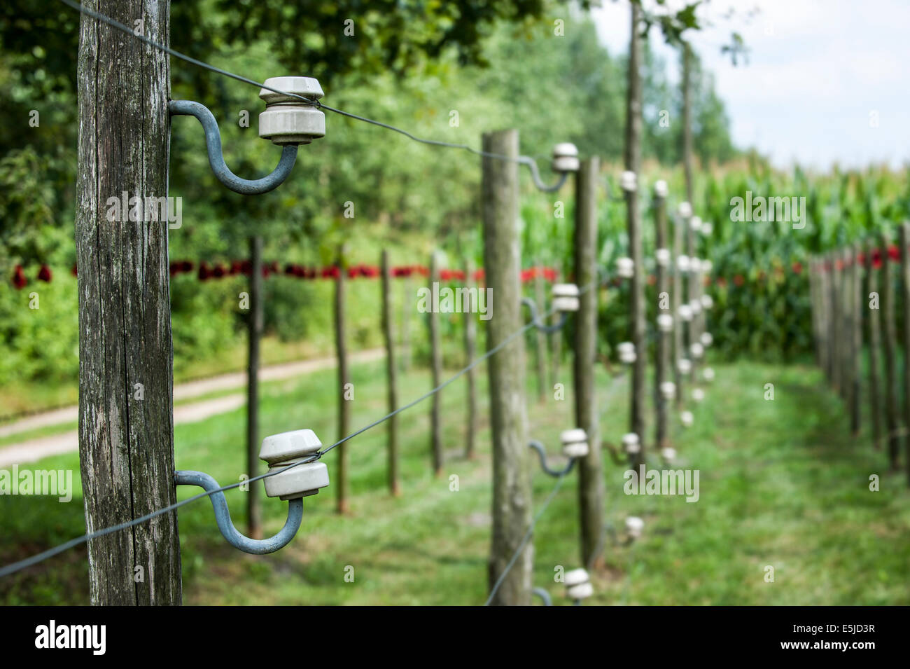 Wire Death Dodendraad Electric Fence High Resolution Stock Photography ...