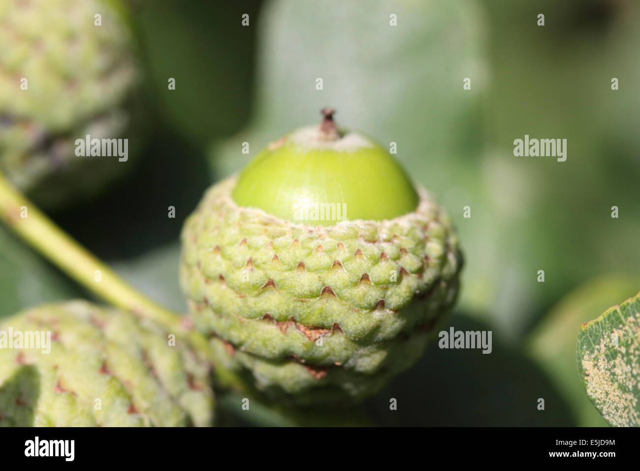 Young Developing acorn Stock Photo - Alamy