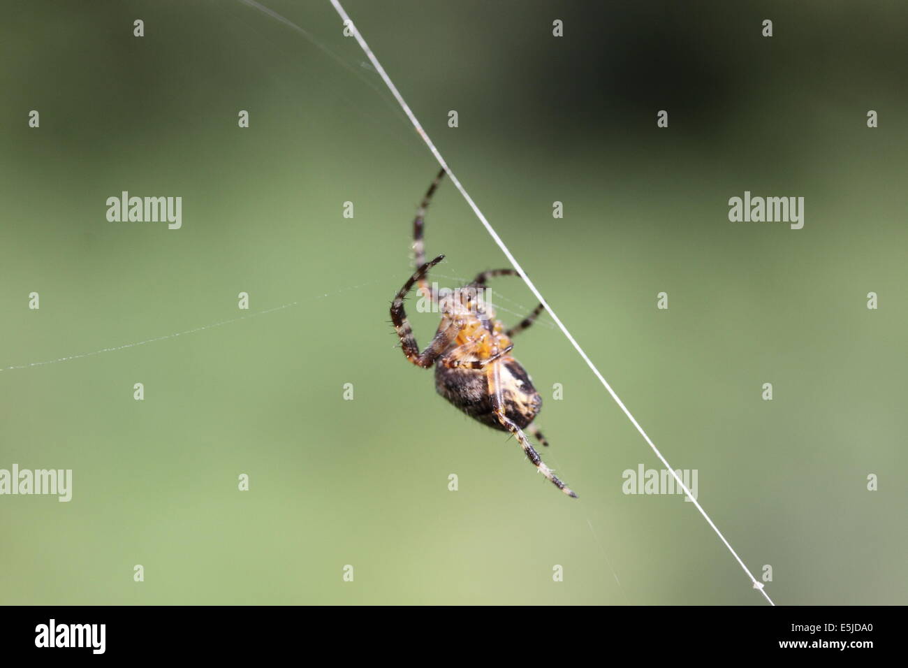 Garden spider on thread Stock Photo - Alamy