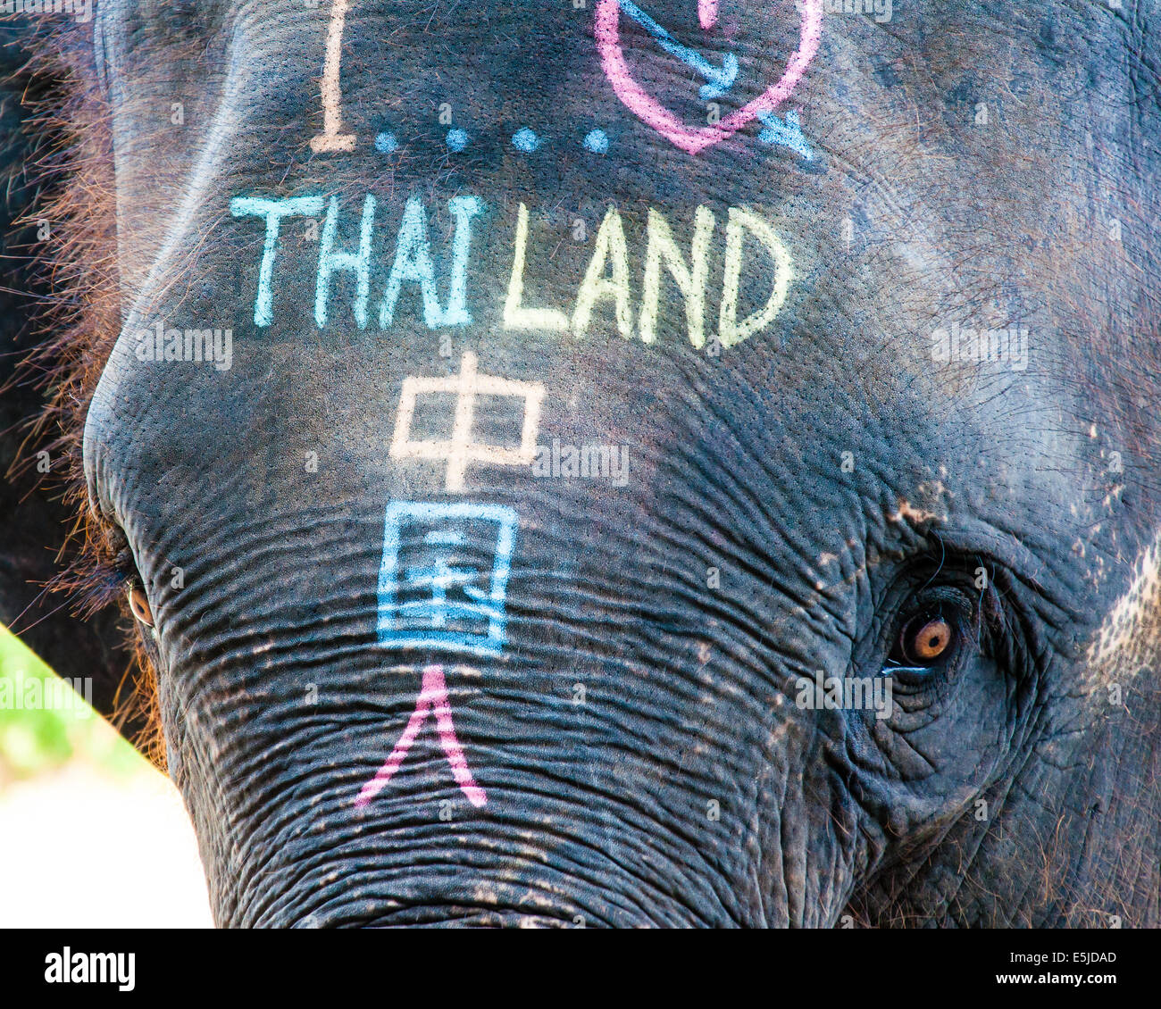 Close-up shot of Asian elephant head Stock Photo - Alamy