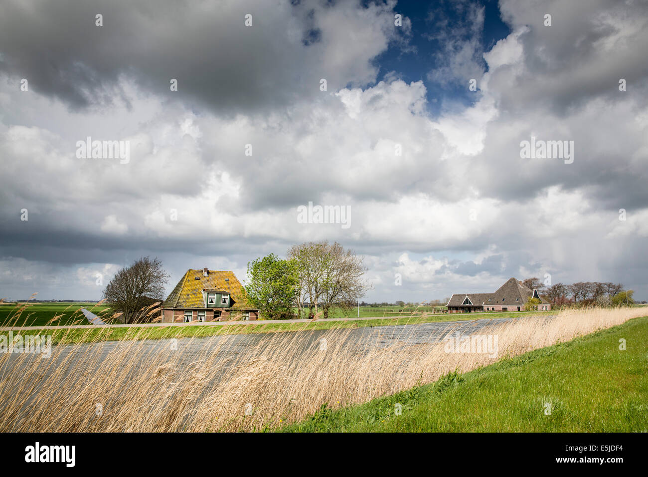 Netherlands, De Rijp, Farmhouses at belt canal of Beemster Polder, a ...