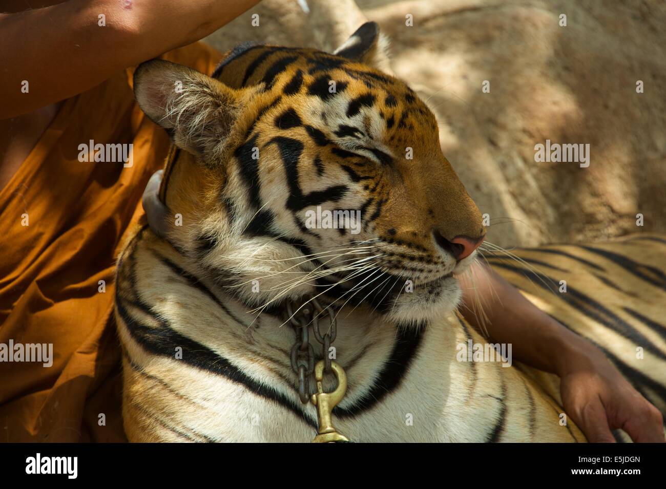 tiger temple thaliand Stock Photo - Alamy