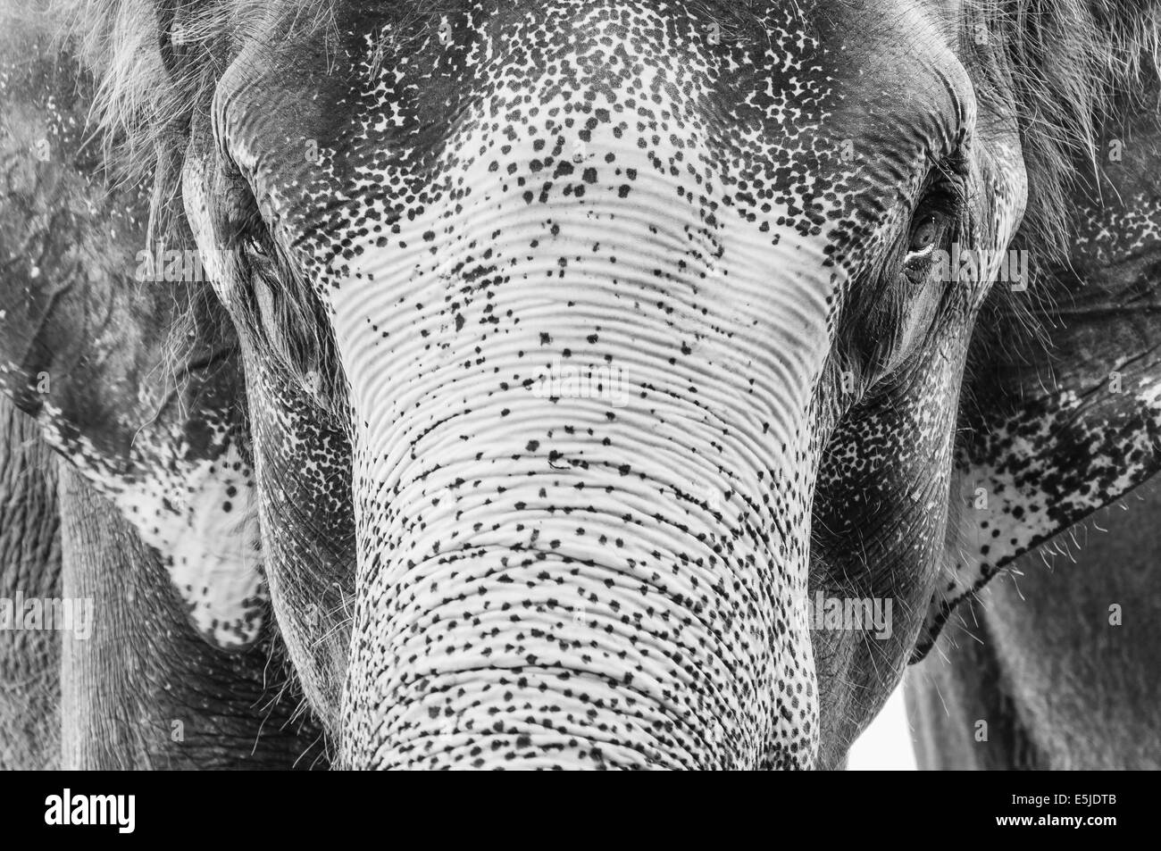 Close-up shot of Asian elephant head Stock Photo - Alamy