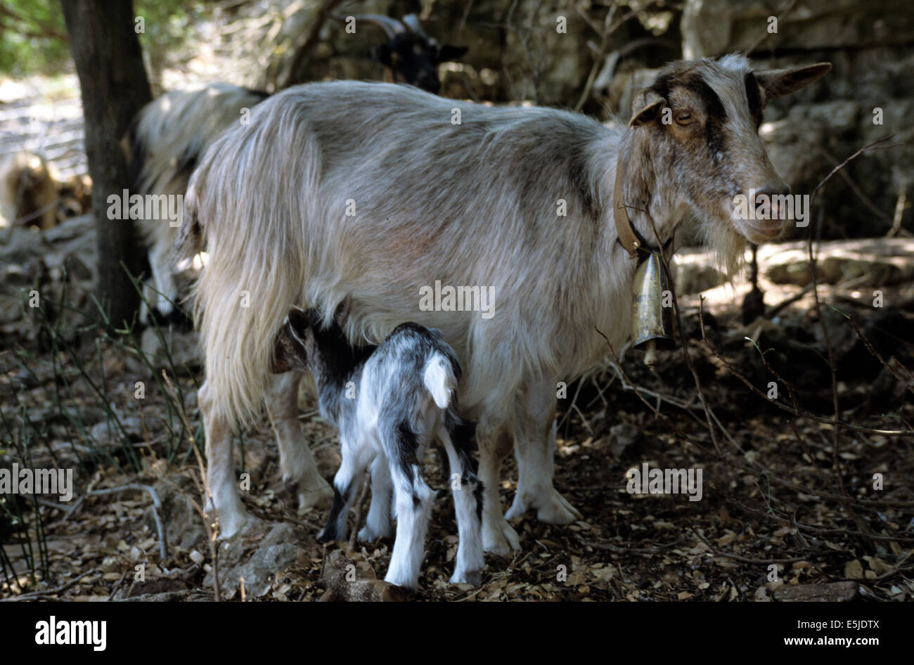 Goats in Sardinia Stock Photo - Alamy
