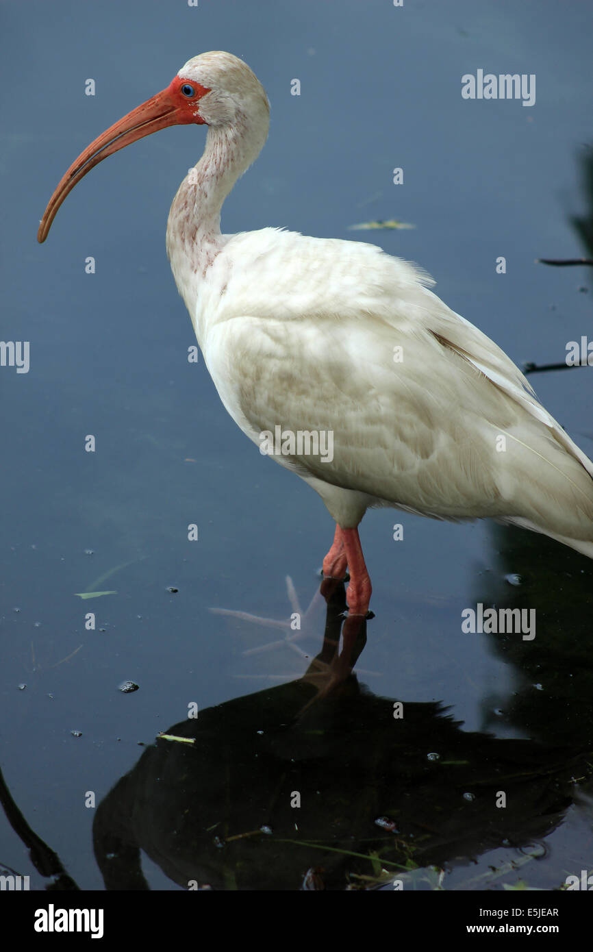 American white ibis shoreline hi-res stock photography and images - Alamy