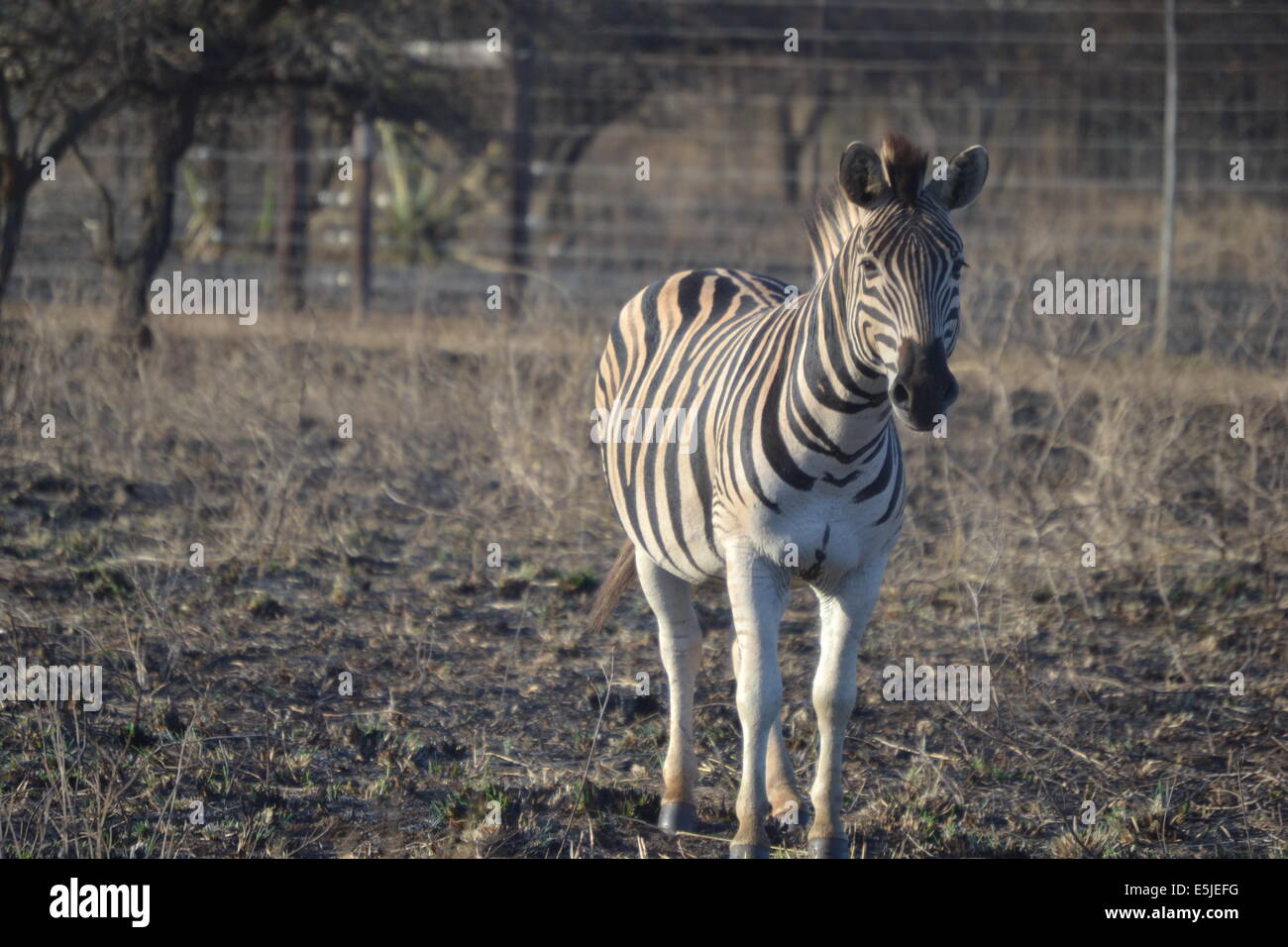 Burned grass hi-res stock photography and images - Alamy