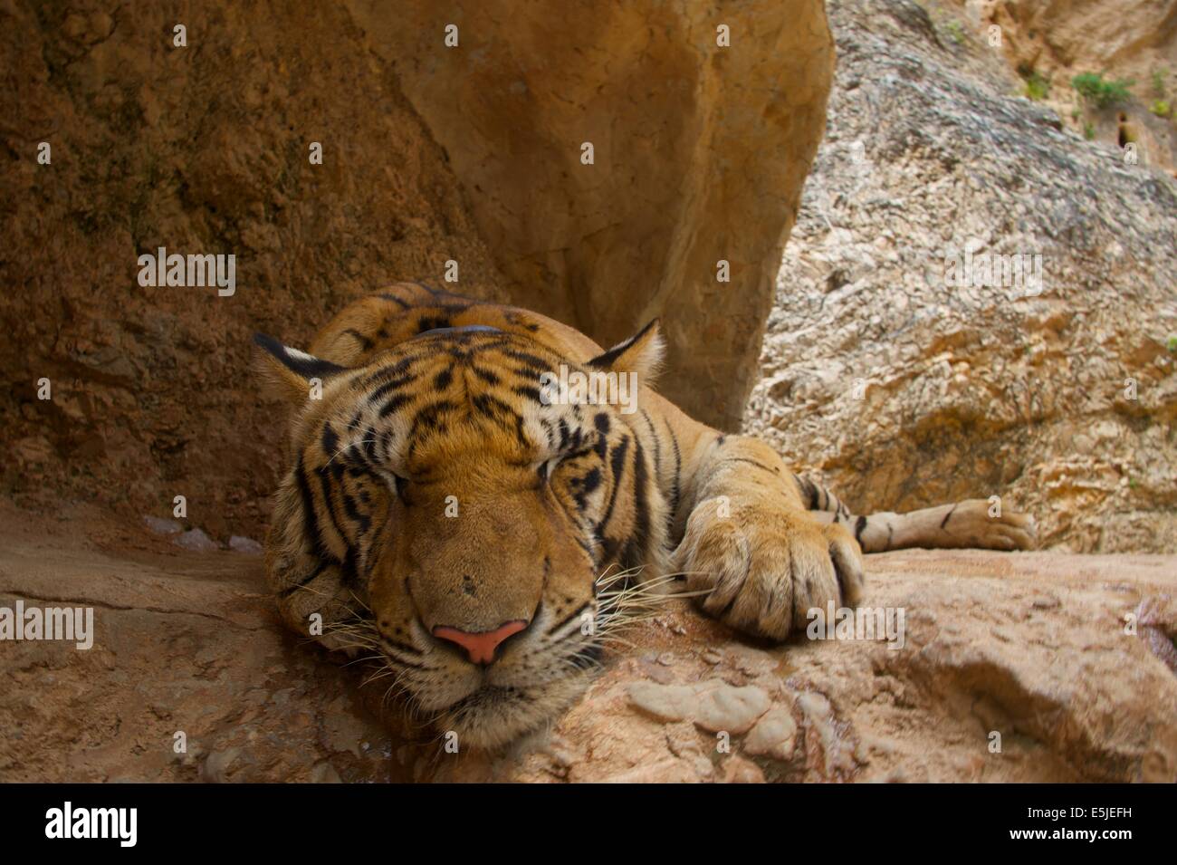 Tiger temple hi-res stock photography and images - Alamy