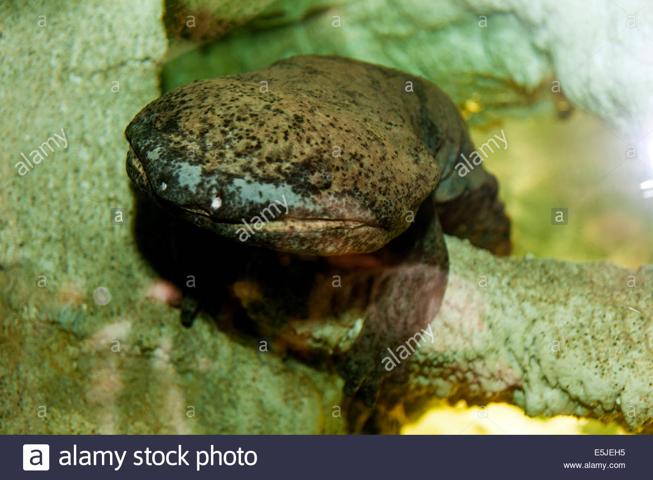 Chinese Giant Salamander Stock Photos & Chinese Giant Salamander Stock ...