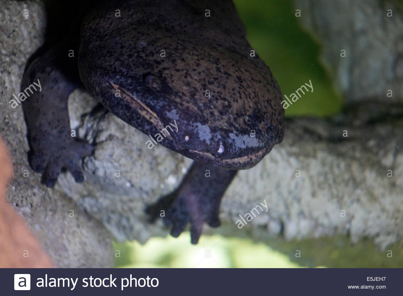 Chinese Giant Salamander Stock Photos & Chinese Giant Salamander Stock ...