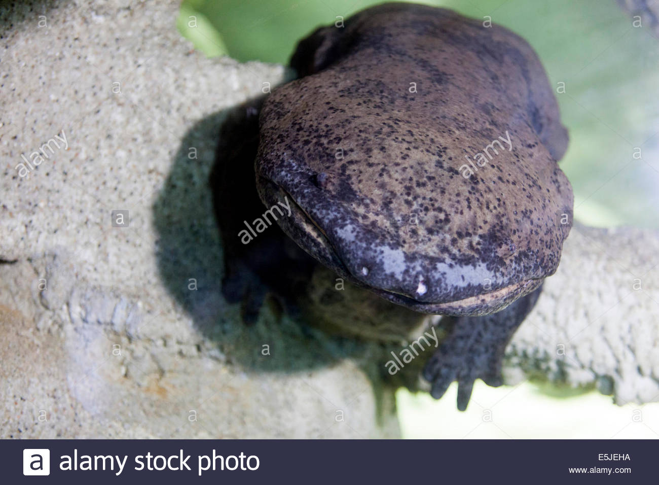 Chinese Giant Salamander Stock Photos & Chinese Giant Salamander Stock ...