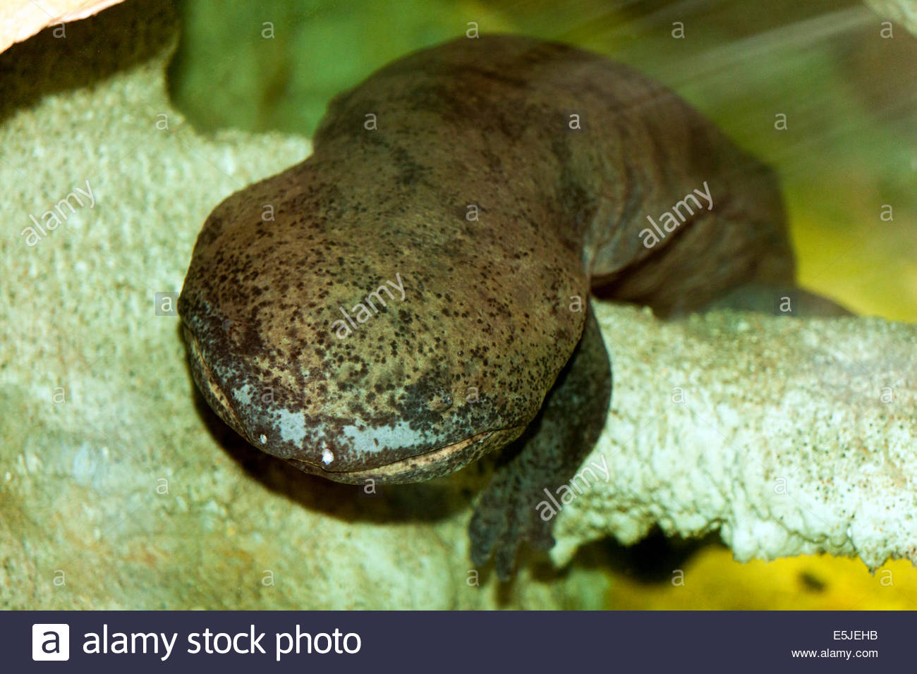 Chinese Giant Salamander Stock Photos & Chinese Giant Salamander Stock ...