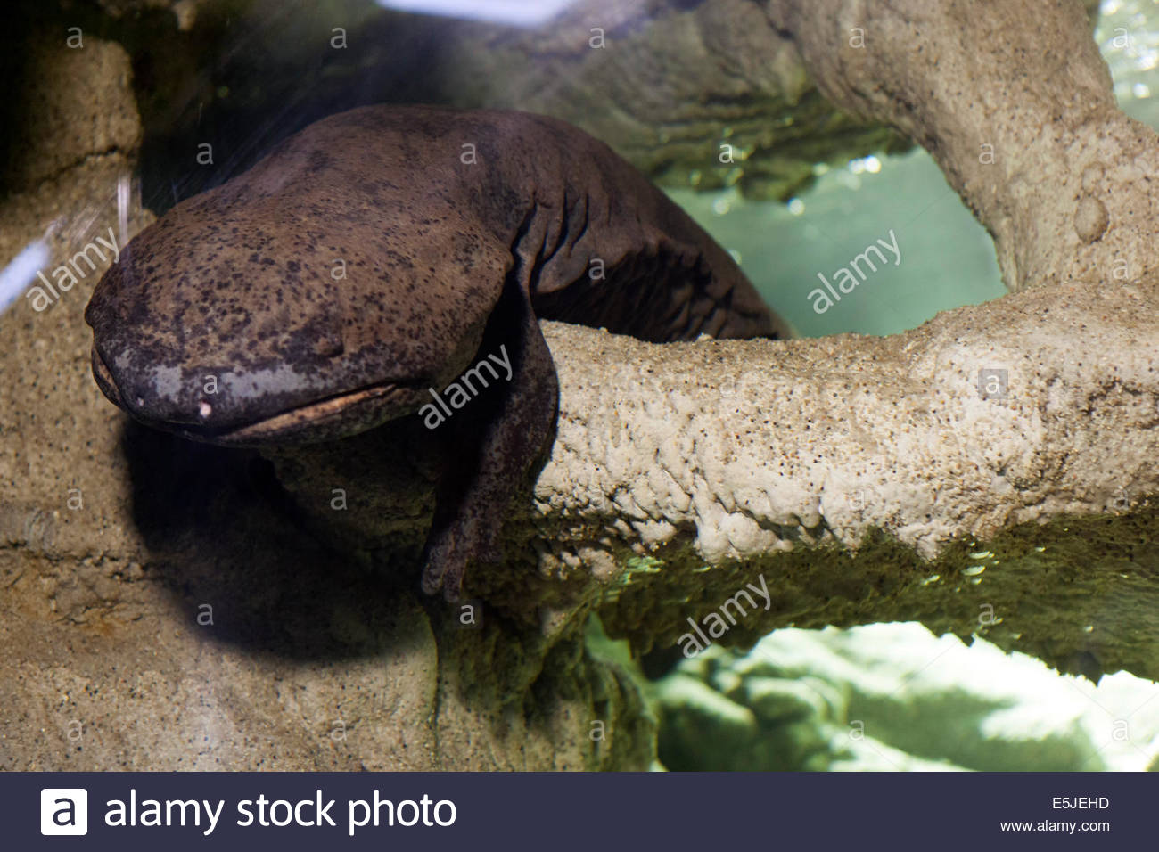 Chinese Giant Salamander Stock Photos & Chinese Giant Salamander Stock ...
