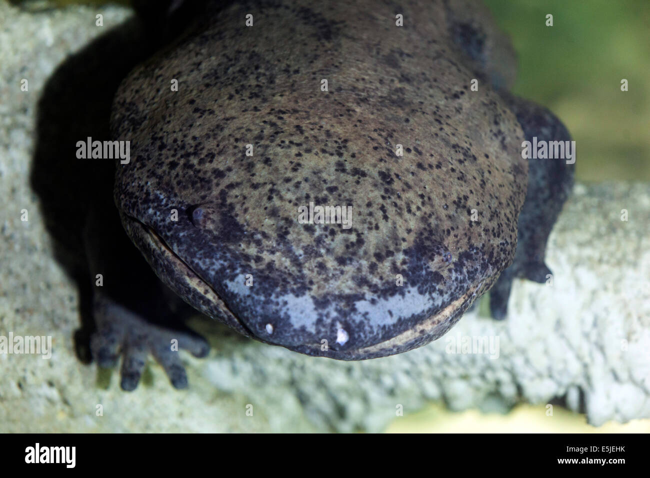Chinese Giant Salamander, Male, whose age is estimated to be less than ...