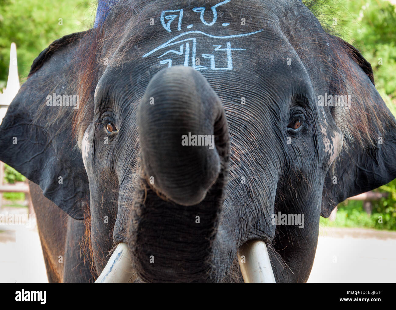 Close-up shot of Asian elephant head Stock Photo - Alamy