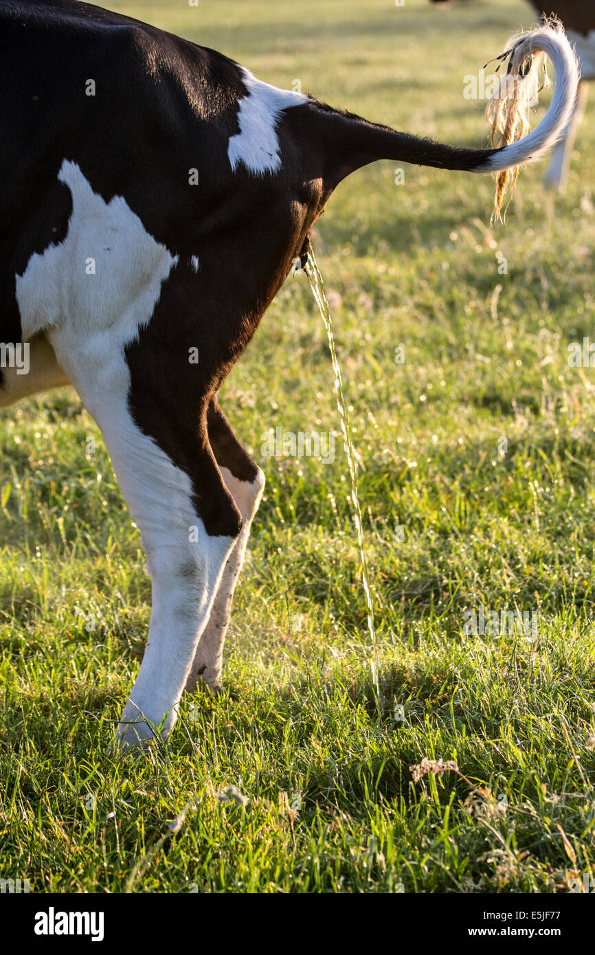Netherlands, 's-Graveland, Cow urinating Stock Photo - Alamy