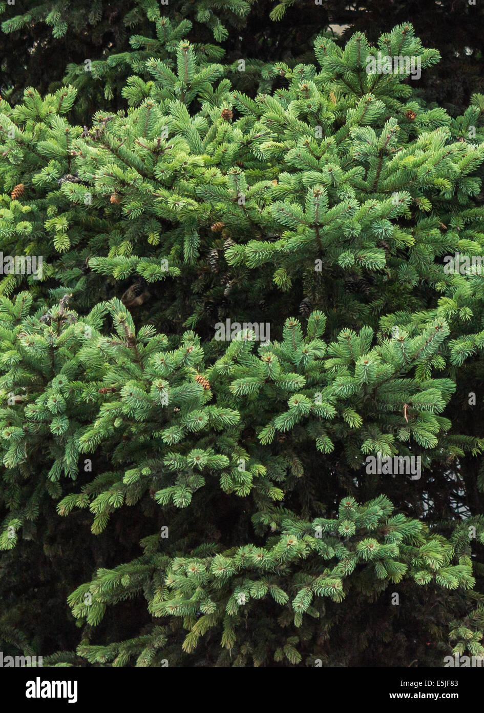 Spruce prickly branch hi-res stock photography and images - Alamy